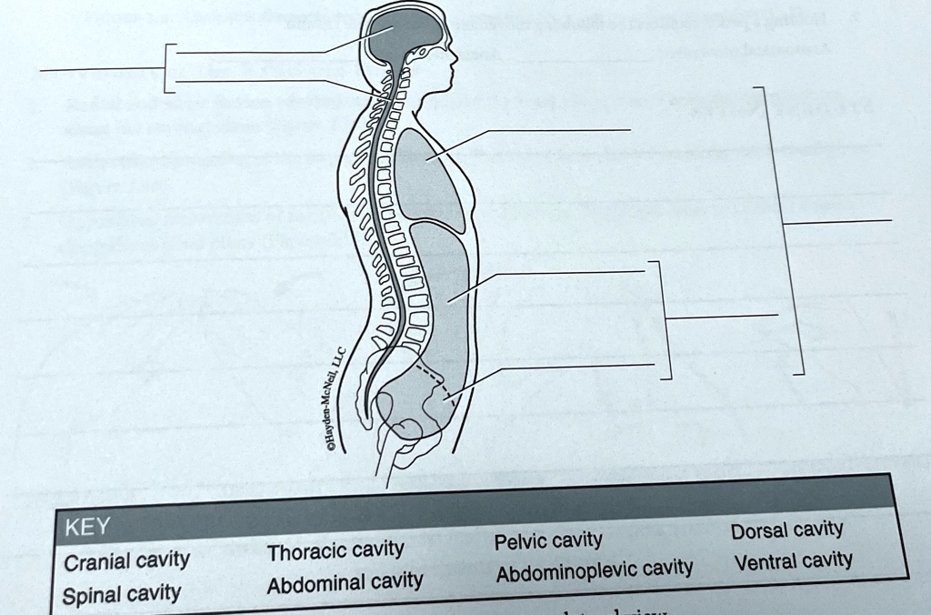 KEY Cranial cavity Spinal cavity Thoracic cavity Abdominal cavity ...