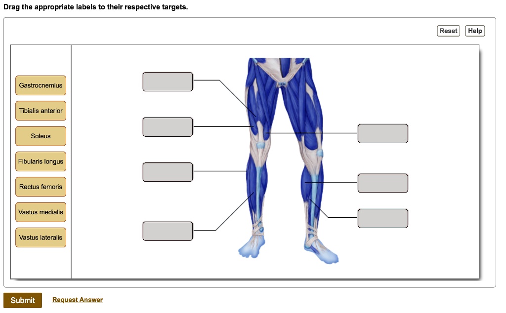 [GET ANSWER] Drag the appropriate labels to their respective targets ...