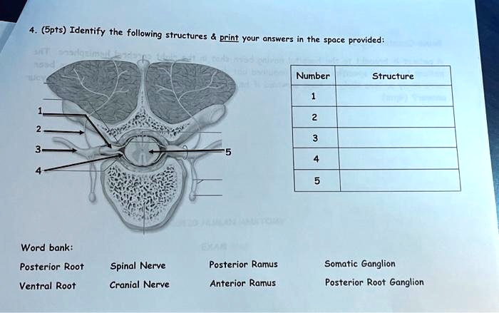 SOLVED: Number Structure 1 2 3 4 5 Word bank: Posterior Root Spinal ...