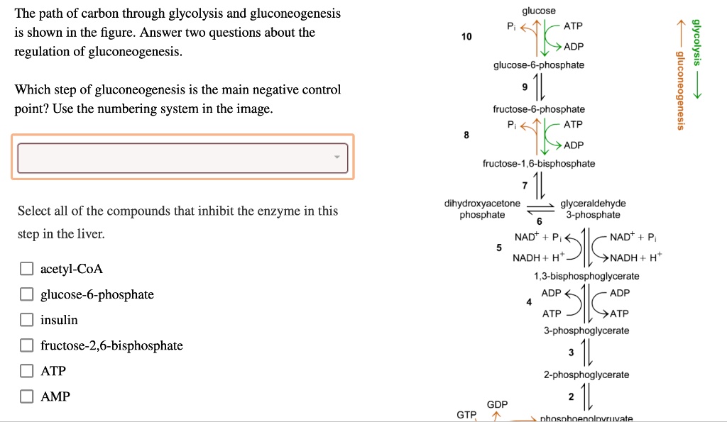 SOLVED: The path of carbon through glycolysis and gluconeogenesis is ...