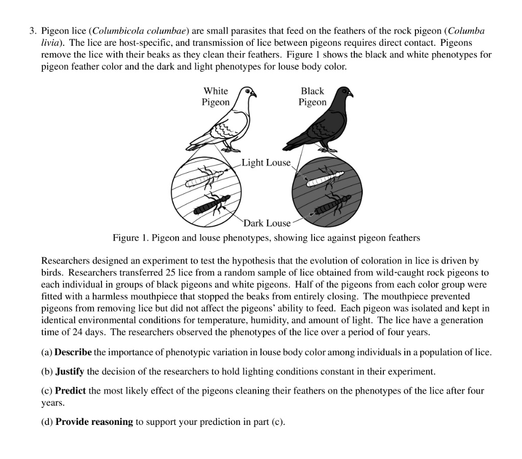 3 pigeon lice columbicola columbae are small parasites that feed on the ...