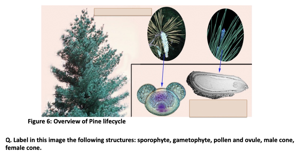 Figure 6: Overview of Pine lifecycle Q. Label in this image the ...