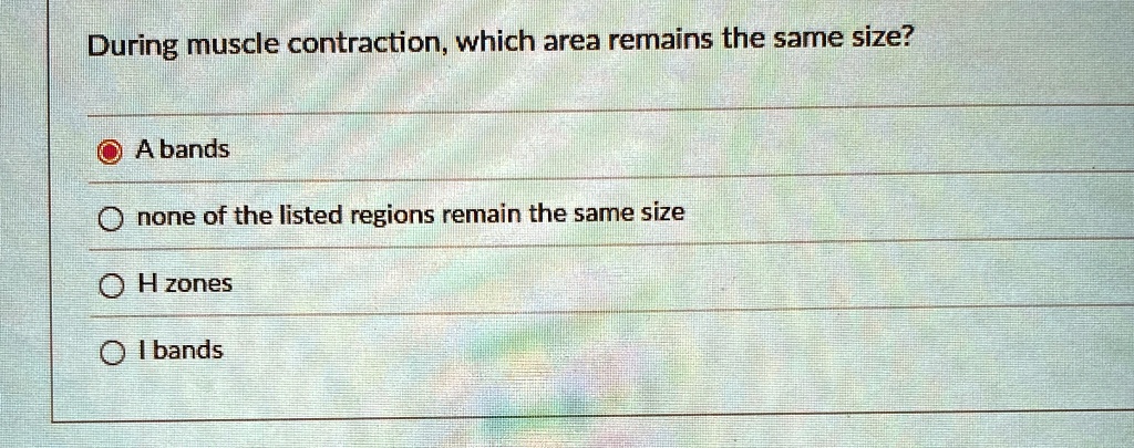 during muscle contraction which area remains the same size a bands none ...