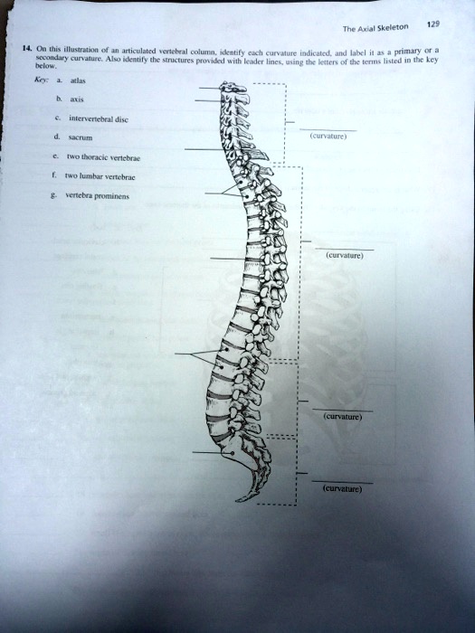 the axial skeleton 129 below keya atlas axis intervertebral di sacrum ...