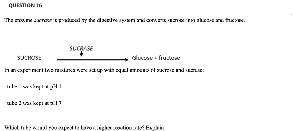 SOLVED: QUESTION 16 The enzyme sucrase is produced by the digestive ...