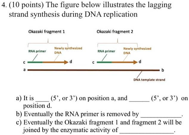 4. (10 points) The figure below illustrates the lagging strand ...