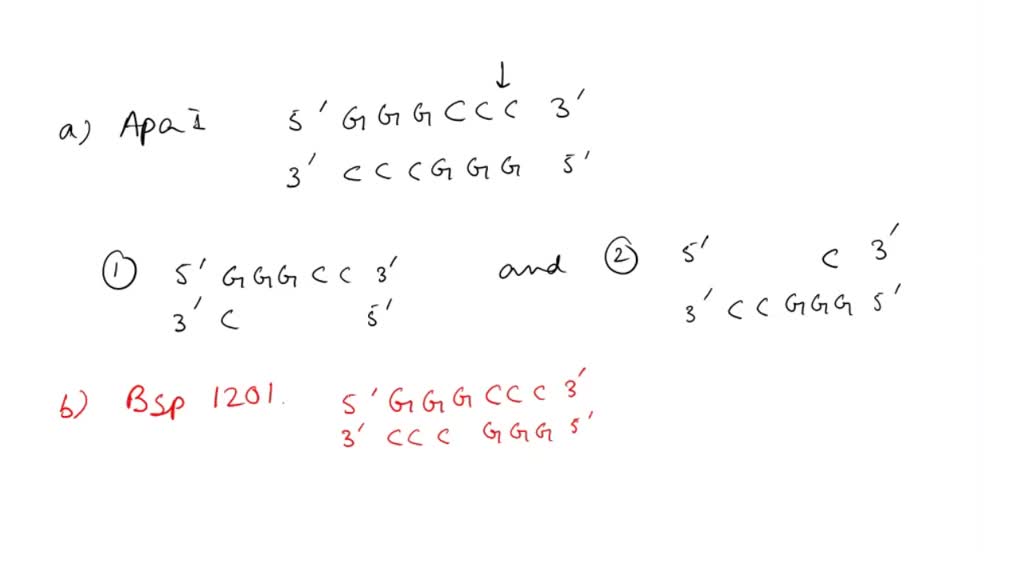 SOLVED: The restriction enzyme ApaI cleaves at the site GGGCCIC, where ...