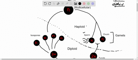 SOLVED: With the help of an annotated diagram, explain reproduction in ...