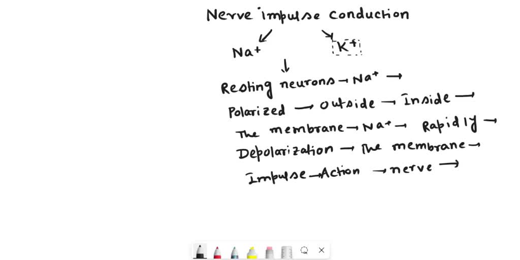 SOLVED: and axon hillock of the neuron are the receptive segments of ...