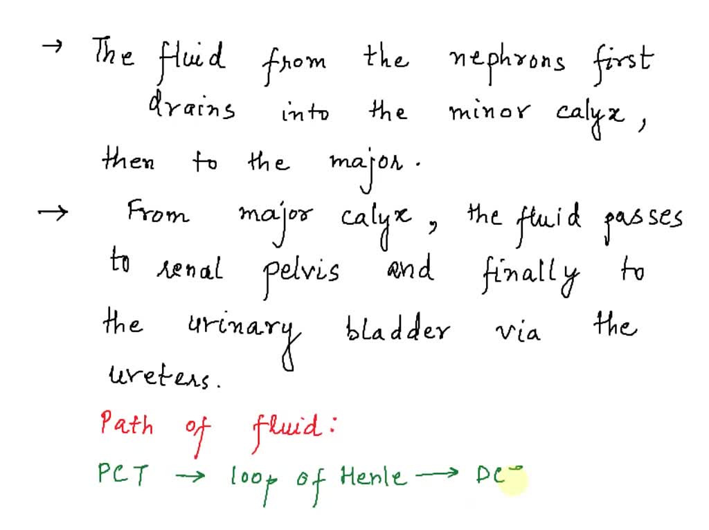 Solved Trace The Path Of Fluid By Putting The Following In Order Proximal Convoluted Tubule