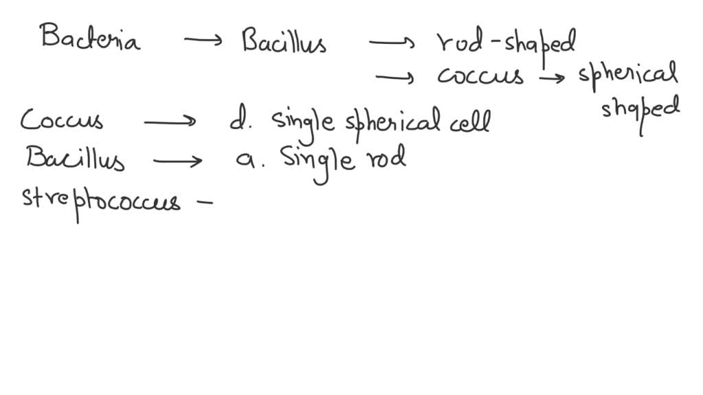 SOLVED: Bacterial Morphology Matching Value? Match the word with ...