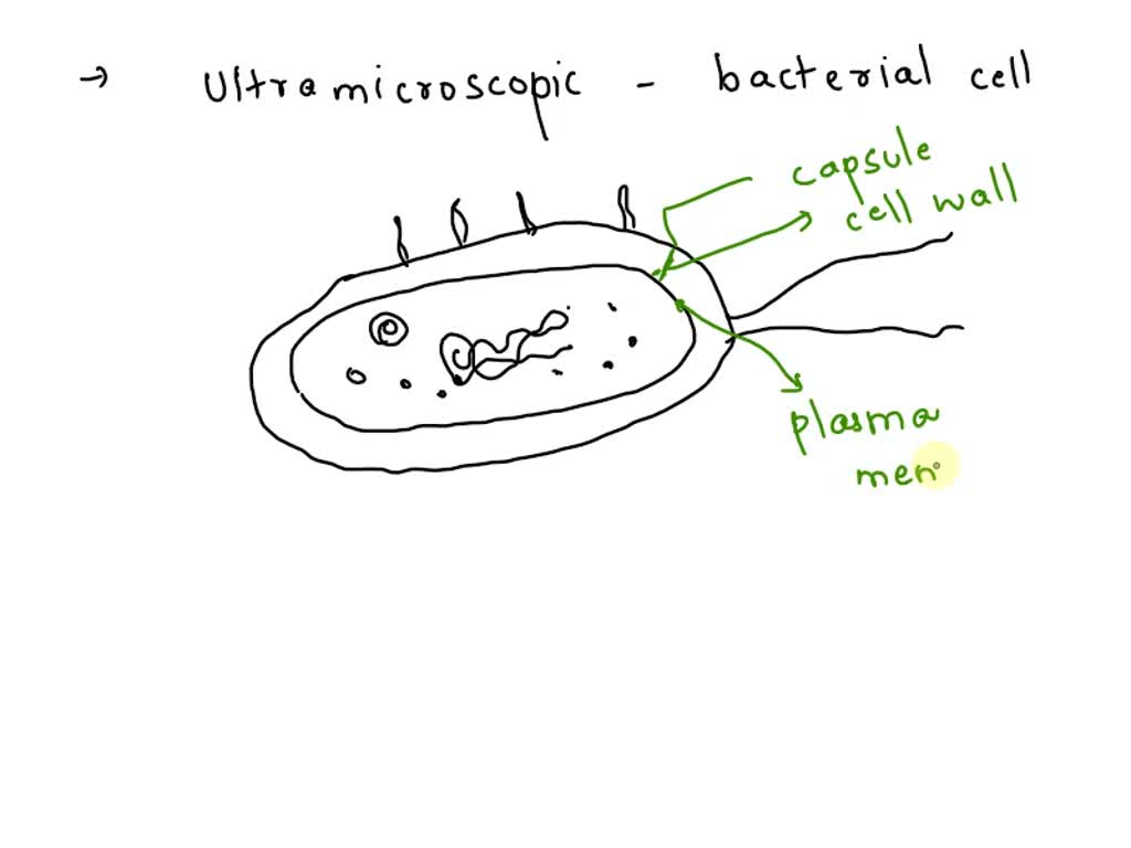 SOLVED: Draw and label, a total of 4 different bacteria with two ...