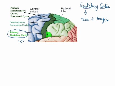 Taste interpretation occurs in the blank area of the...