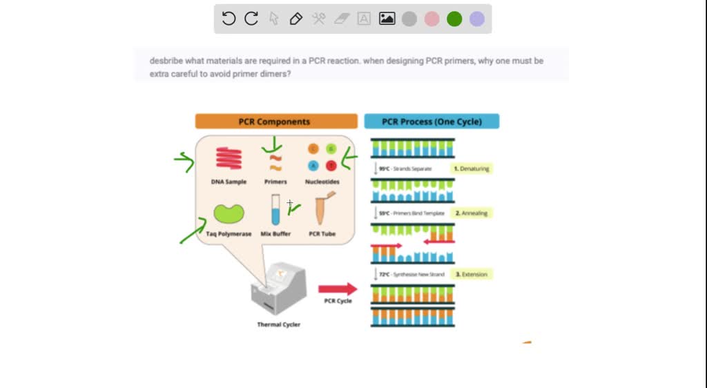 Solved Describe What Materials Are Required In A Pcr Reaction When Designing Pcr Primers Why