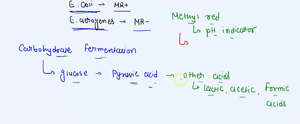 12) In the carbohydrate fermentation test, both E. coli and E ...