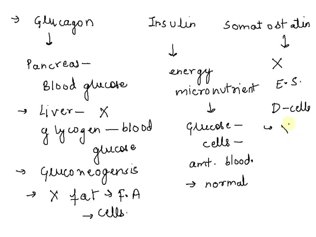 SOLVED: Pancreatic hormones Match each of the hormones produced by the ...