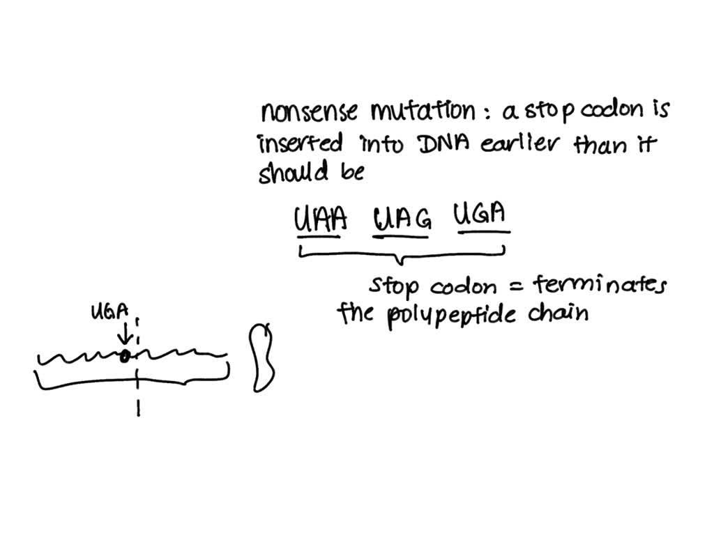 SOLVED: A mutation does not affect the length of a gene but results in ...