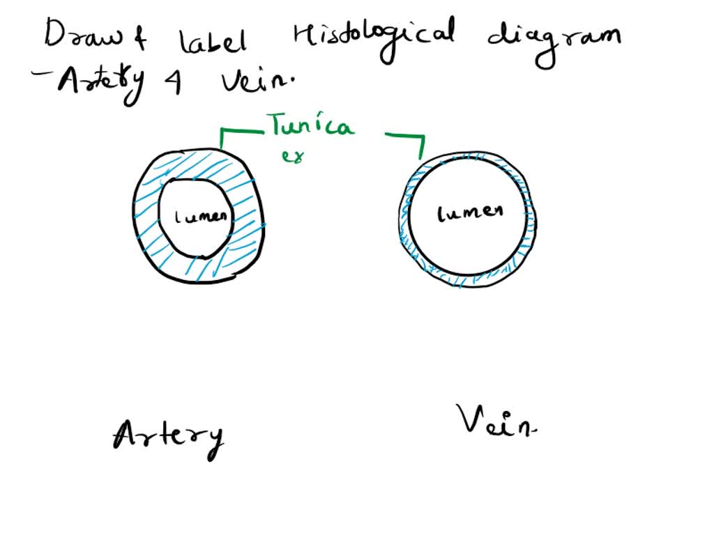 SOLVED: Draw a histological picture of a vein and artery. Use the above ...