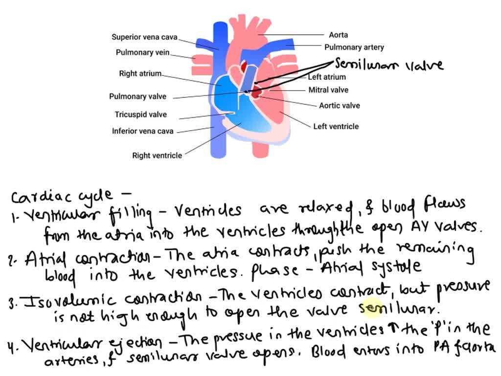 SOLVED: 3.) Make a schematic drawing of the heart, including the great ...