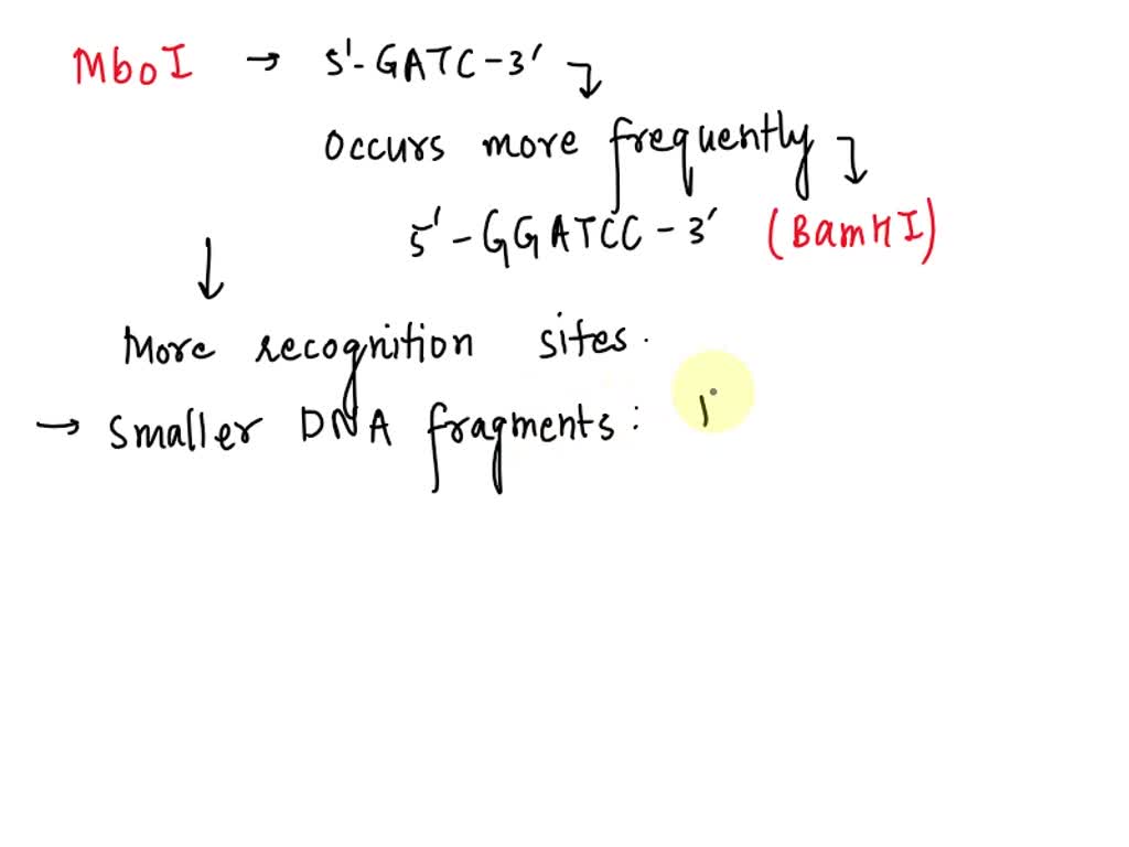 Solved The Restriction Enzyme Bamhi Cuts The Sequence 5 Ggatcc 3