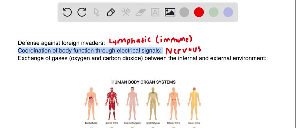 SOLVED Q1 What Are External Organs Q2 What Are Internal Organs Q3 solved-q1-what-are-external-organs-q2-what-are-internal-organs-q3