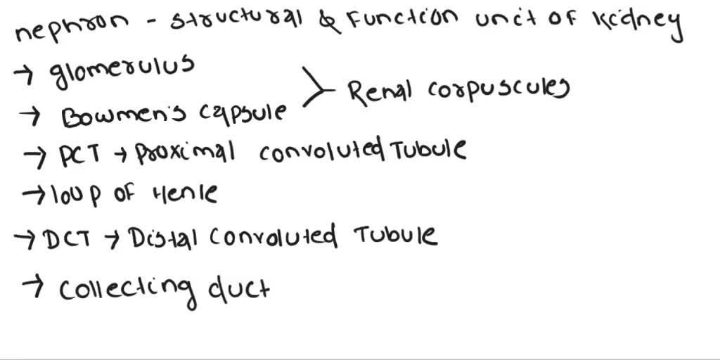 SOLVED: SKILLCHECK#1: List the components of a nephron in order to indicate the sequential ...