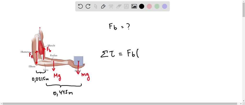 SOLVED: The bones of the forearm (radius and ulna) are hinged to the ...
