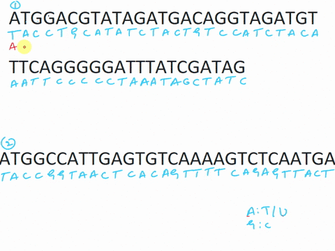 14. Using the non-template DNA strand given below, write...