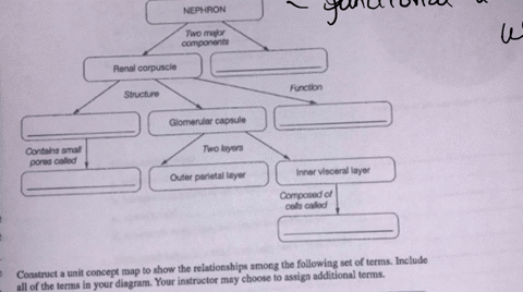 Complete this concept map outlining the structure and...