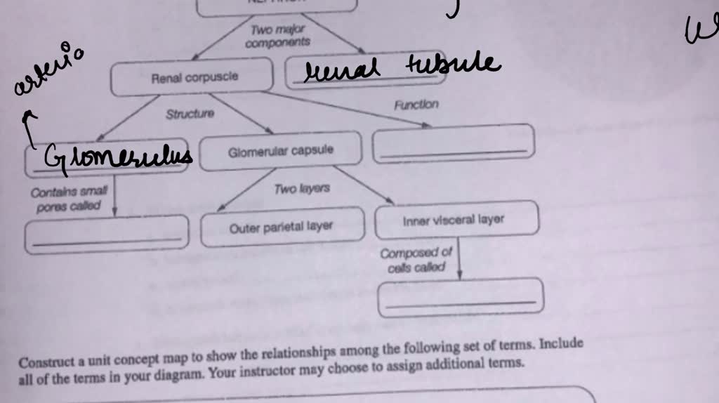 SOLVED: Concept Mapplng complete this concept map outlining the ... SOLVED: Concept Mapplng complete this concept map outlining the ...