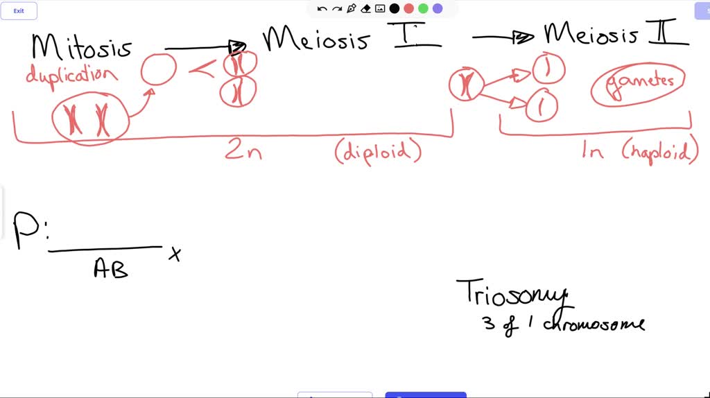 SOLVED: In this laboratory, students simulated a parental generation (P ...