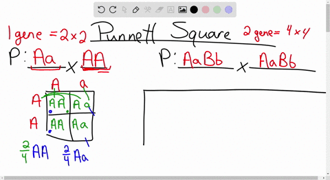 SOLVED: How to solve punnet squares