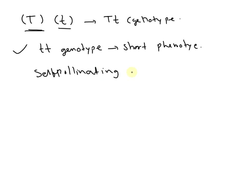 SOLVED: A pea plant that is heterozygous for the tall phenotype can ...