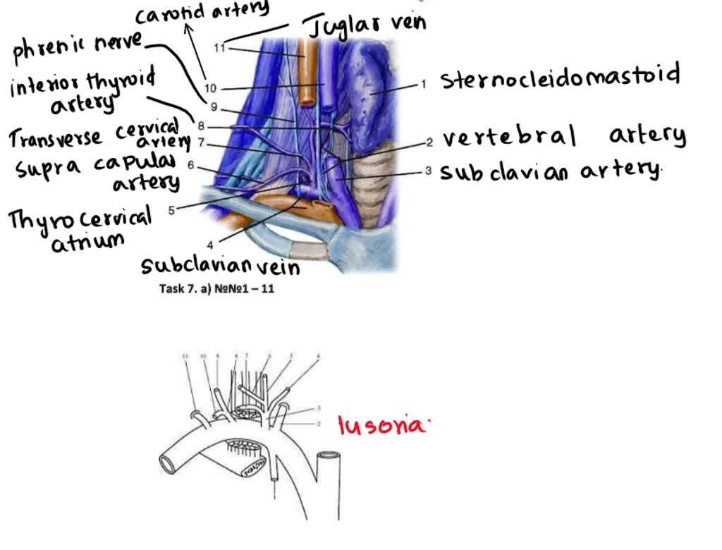 SOLVED: Indicate the names of the structural members numbered from 1 to ...