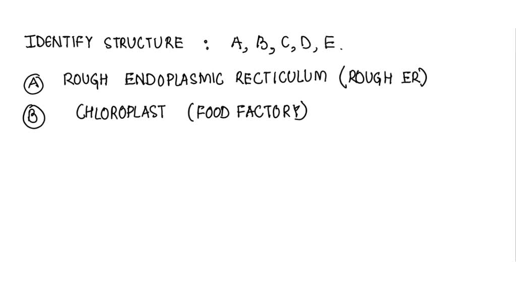 SOLVED: 'Active Identifying Structures in the Cell Identify the labeled structures. A,B,C,D,E ...