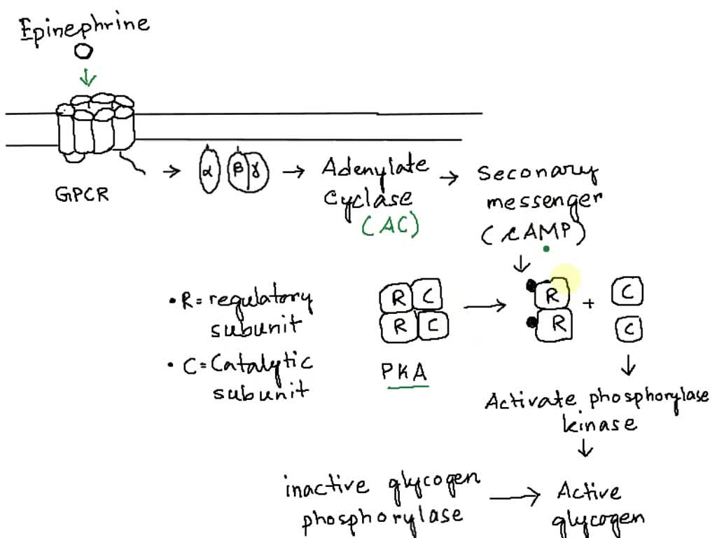 SOLVED: What is the mechanism of action of epinephrine, including it ...