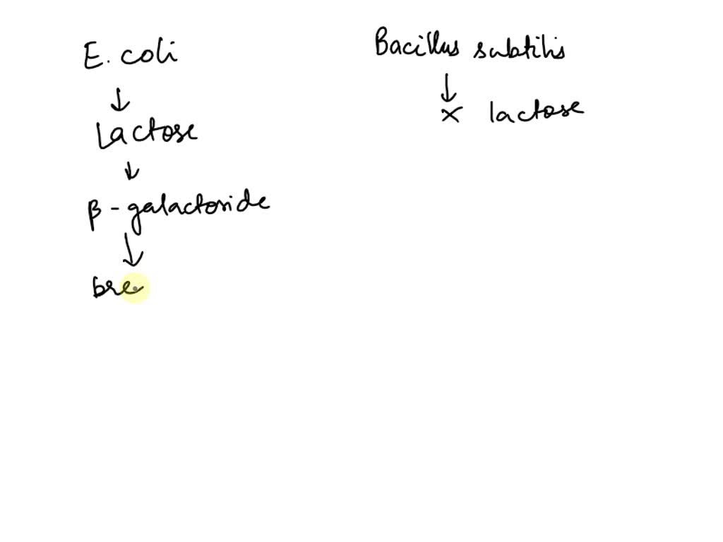 SOLVED: this meant to say "explain why E. coli can use lactose for energy but B. subtilis cannot"