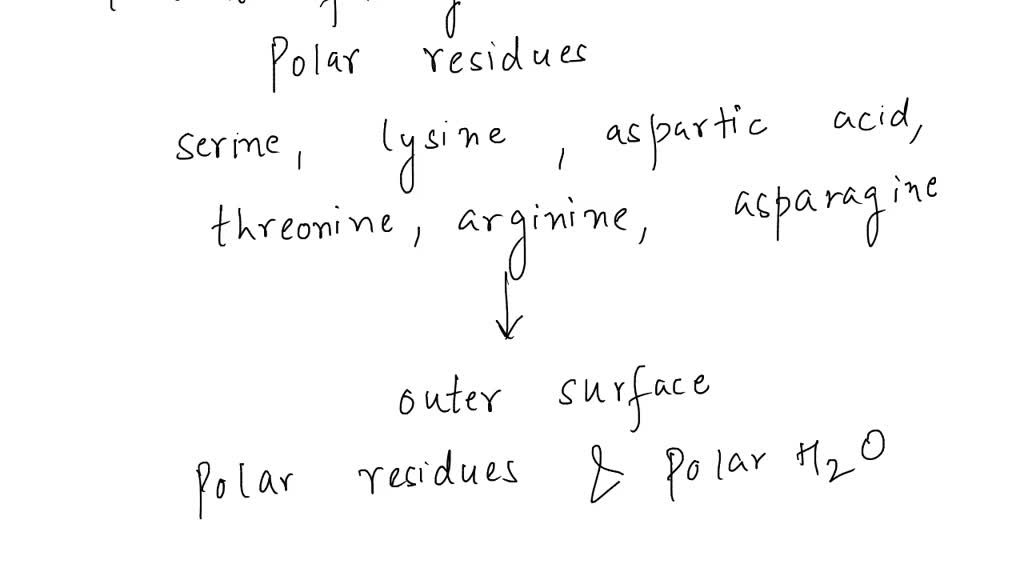 SOLVED: which categories of amino acid would you expect to find on the ...