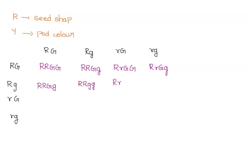 SOLVED: 4A. A true-breeding pea with round seeds and yellow pods is ...