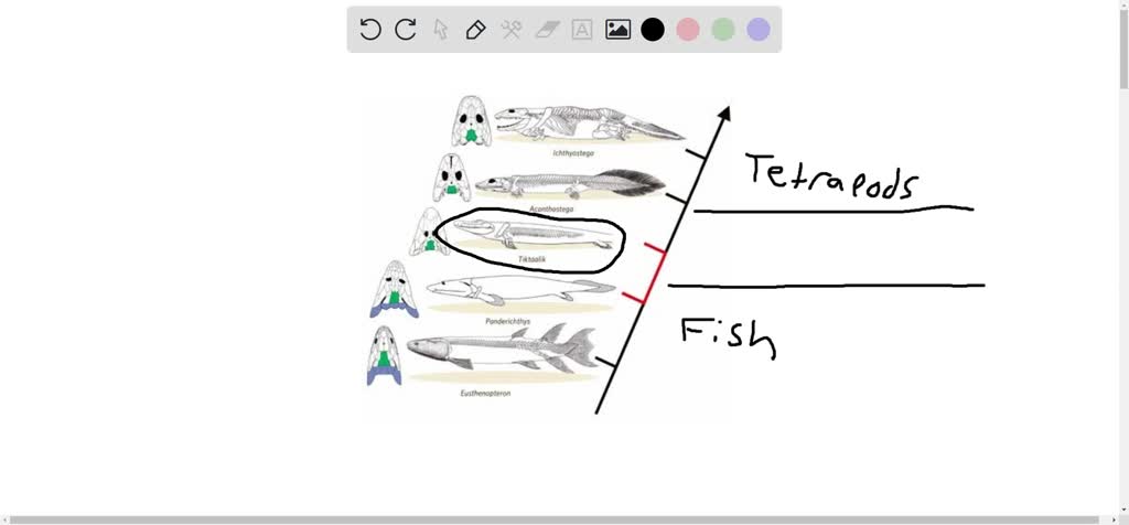 SOLVED: Tiktaalik, the transitional fossil found by Neil Shubin's lab ...