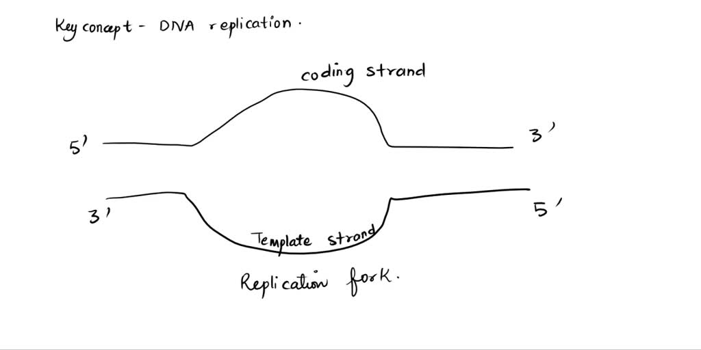 SOLVED: The following shows transcription bubble. Identify the 3' and ...