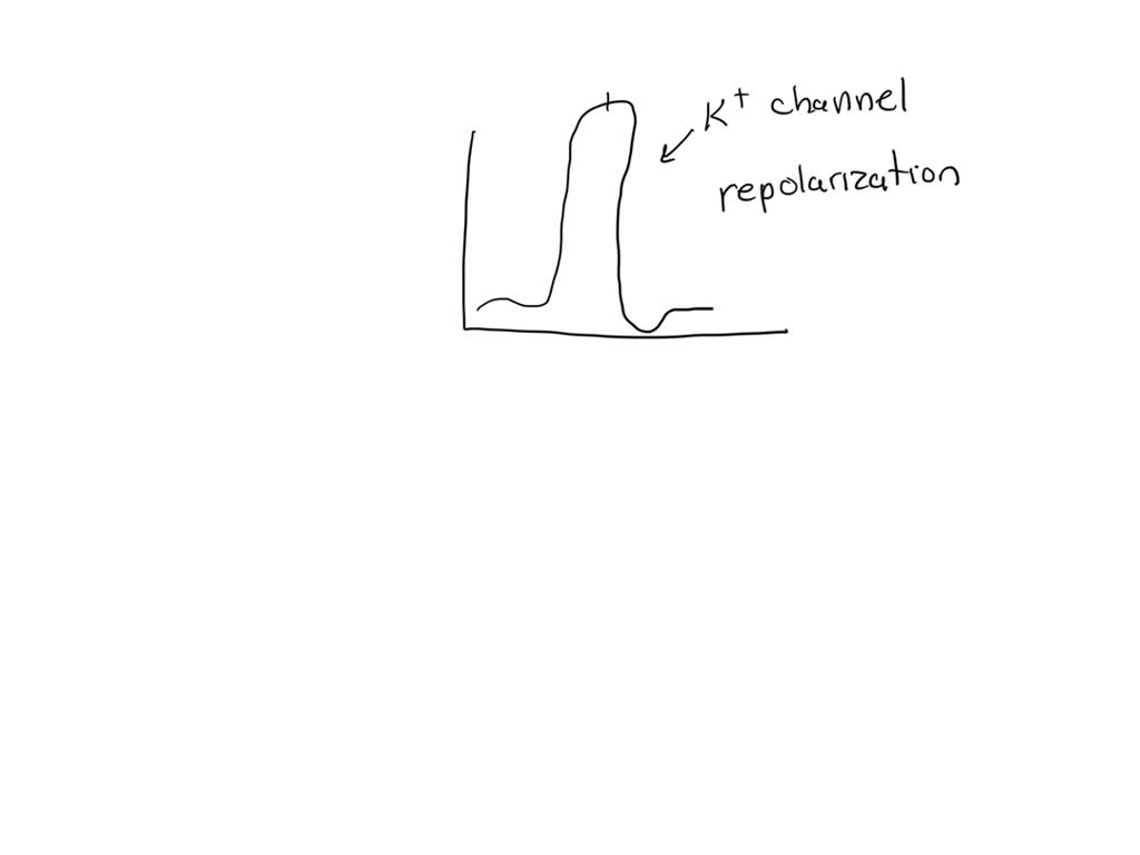 SOLVED: Potassium voltage gates only openduring: A. Depolarization B ...