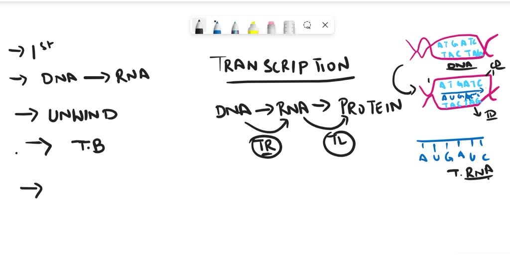 SOLVED: RNA polymerase starts synthesizing RNA at the start codon TSS ...