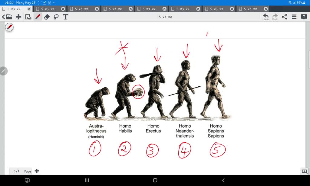 SOLVED: What is persistent hunting and what importance did it have in ...