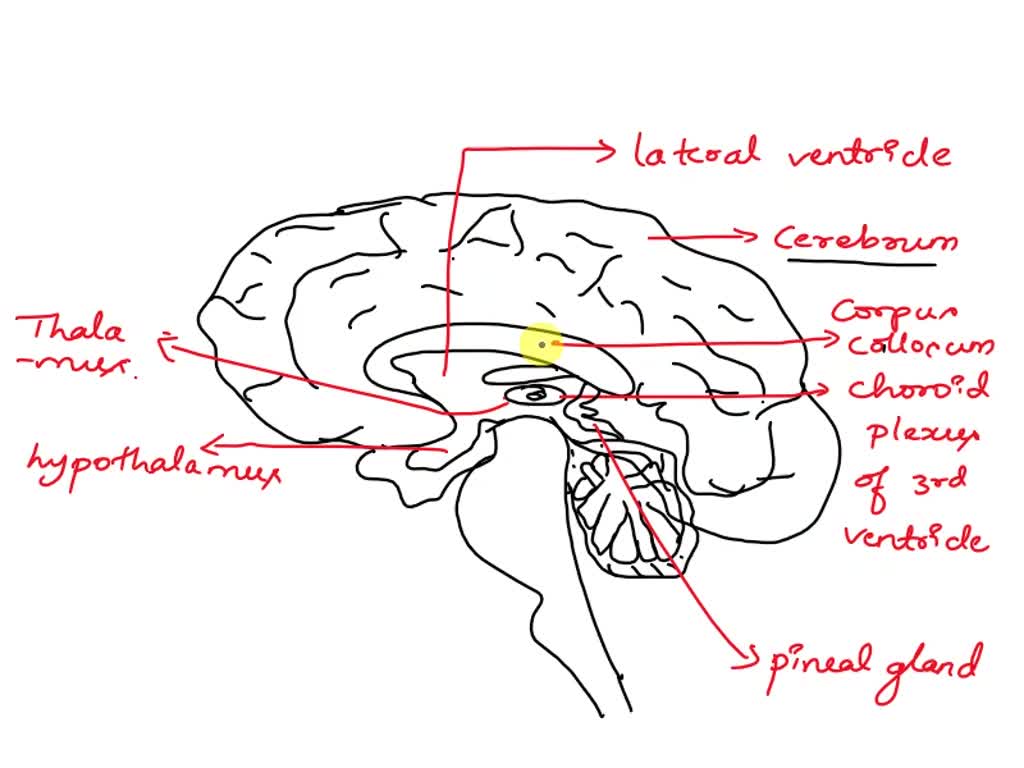 SOLVED: Thalamus Pons Medulla oblongata Third ventricle Lateral ...