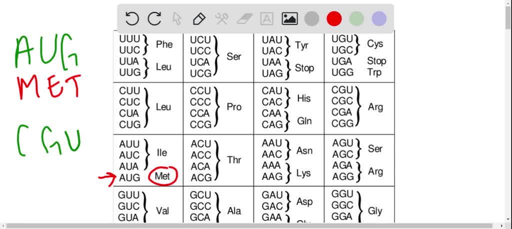 SOLVED: Translate the following mRNA. You are free to use a codon table ...