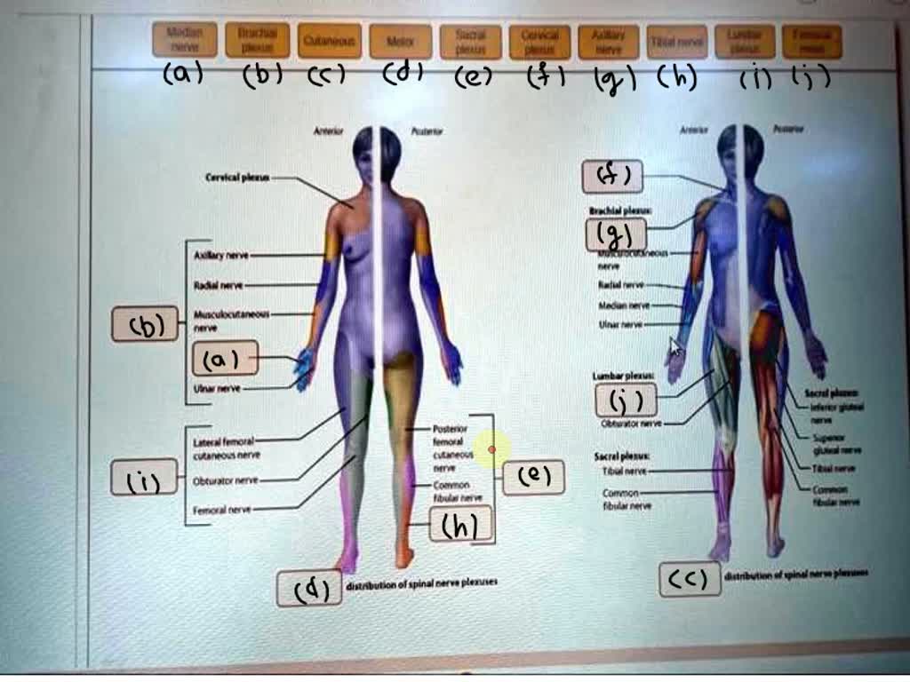 SOLVED: Art Labeling Activity: The Distribution of Spinal Nerve ... SOLVED: Art Labeling Activity: The Distribution of Spinal Nerve ...