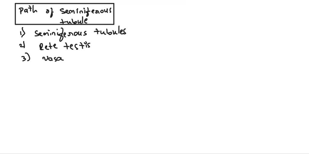 SOLVED: sperm flow Sperm Flow Learning Exercise seminal vesicles ...