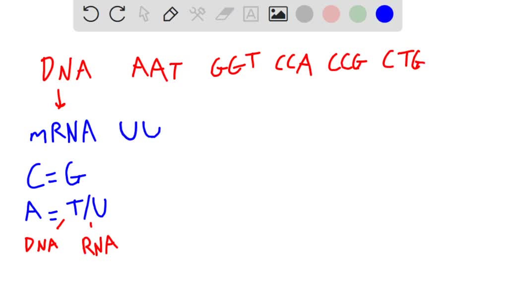 SOLVED: Given the following mRNA codons and amino acids, construct a ...