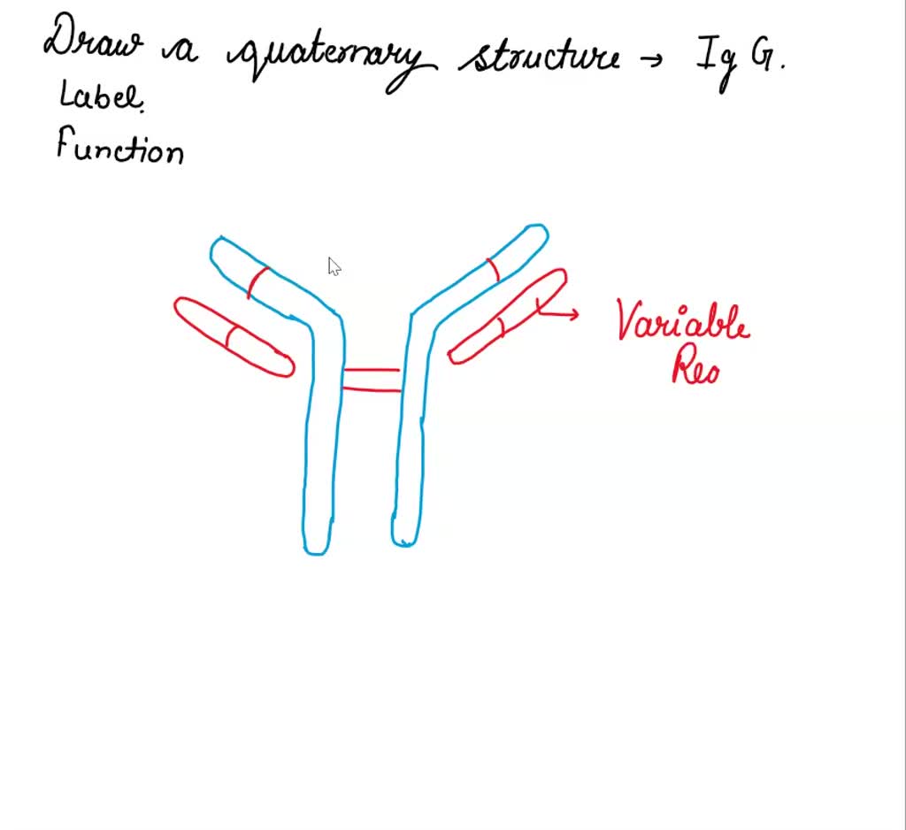 SOLVED: Draw the quaternary structure of an immunoglobulin G (IgG ...